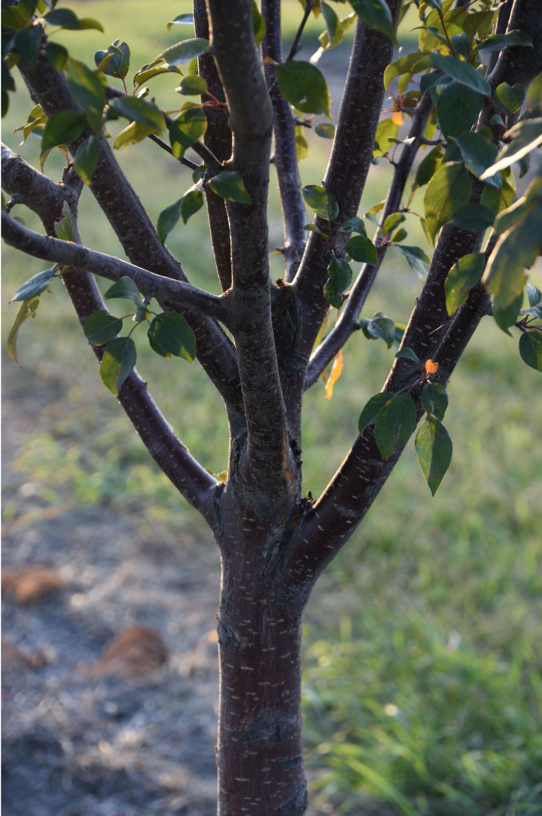Trees and Plants - Parkland Nursery and Landscape Services Ltd.