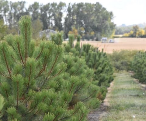 Home - Parkland Nursery and Landscape Services Ltd.